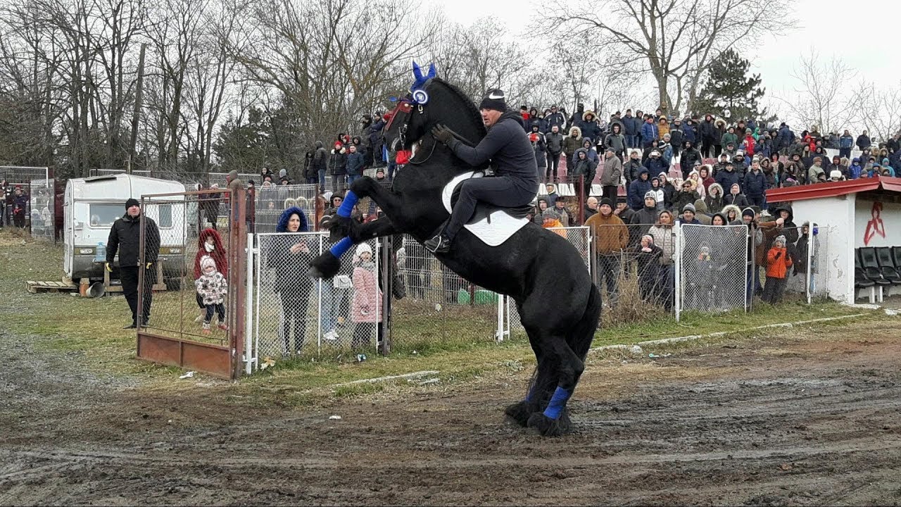 SUPERBI CAI FRIZIENI - BOBOTEAZA 2020 - FETESTI IALOMITA - CAI SI ...