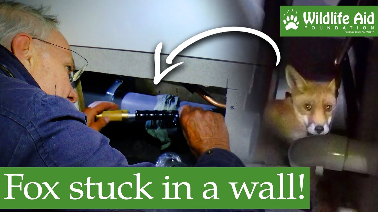 We had to rescue this fox from INSIDE a wall! - YouTube