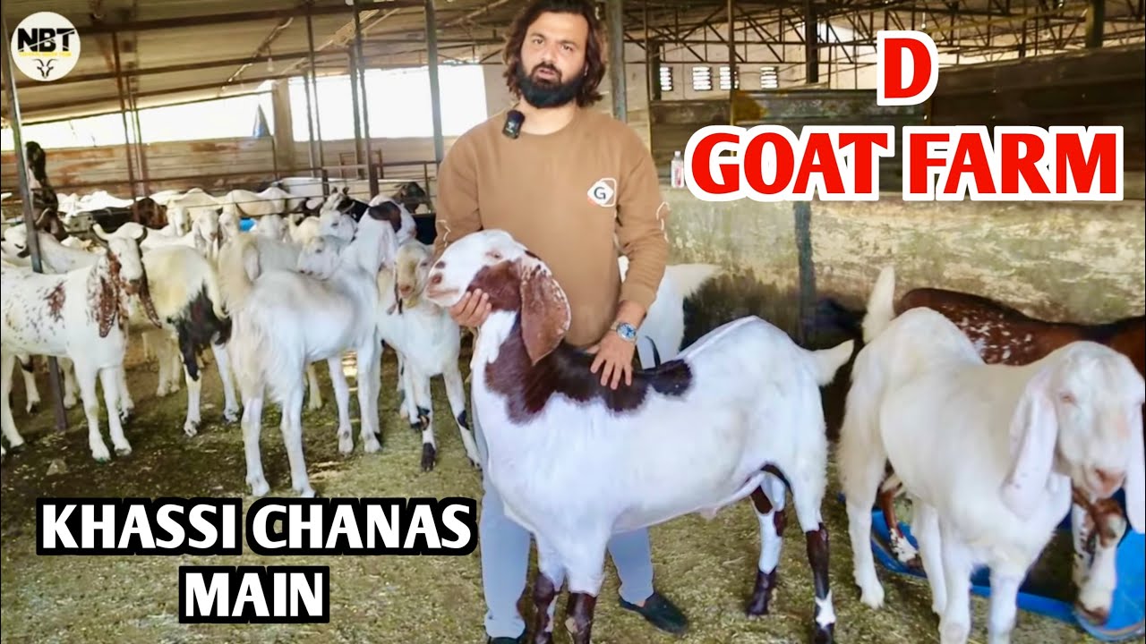 D Goat Farm Par Khassi Goat’s Ka Zabaradast Collection - YouTube