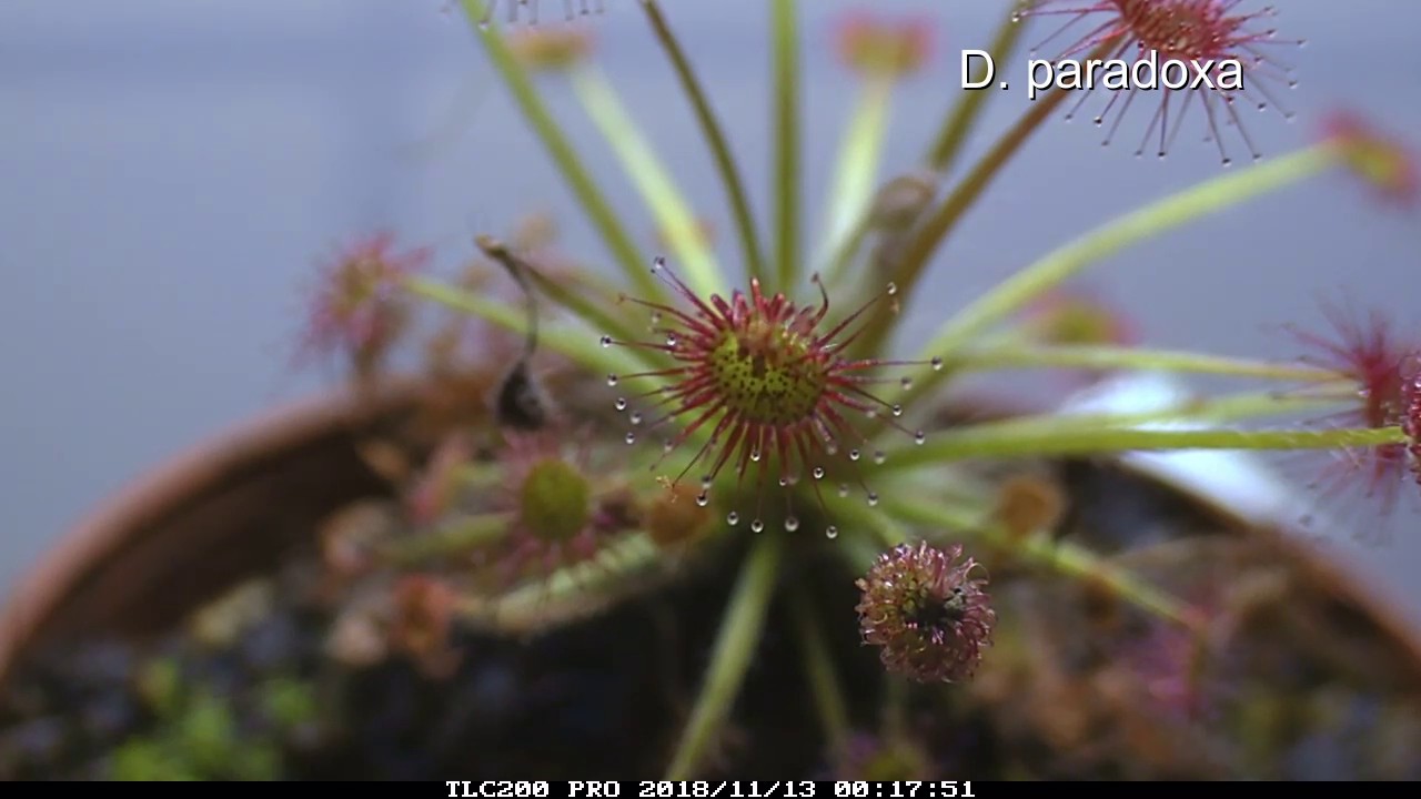 Drosera paradoxa Zeitraffer mit Fischfutter/sundew time lapse fish food ...
