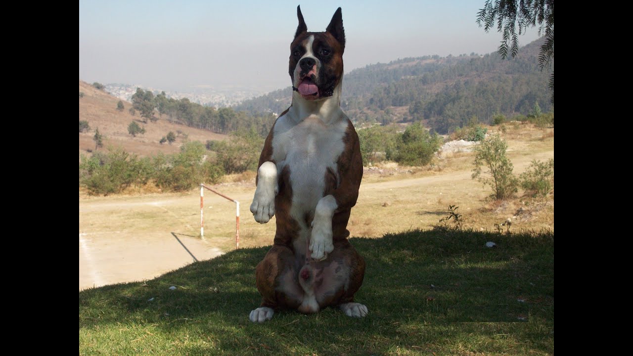 BOXER IMPONENTE, LA EVOLUCION DE UN GRAN AMIGO Y UN GRAN SEMENTAL - YouTube