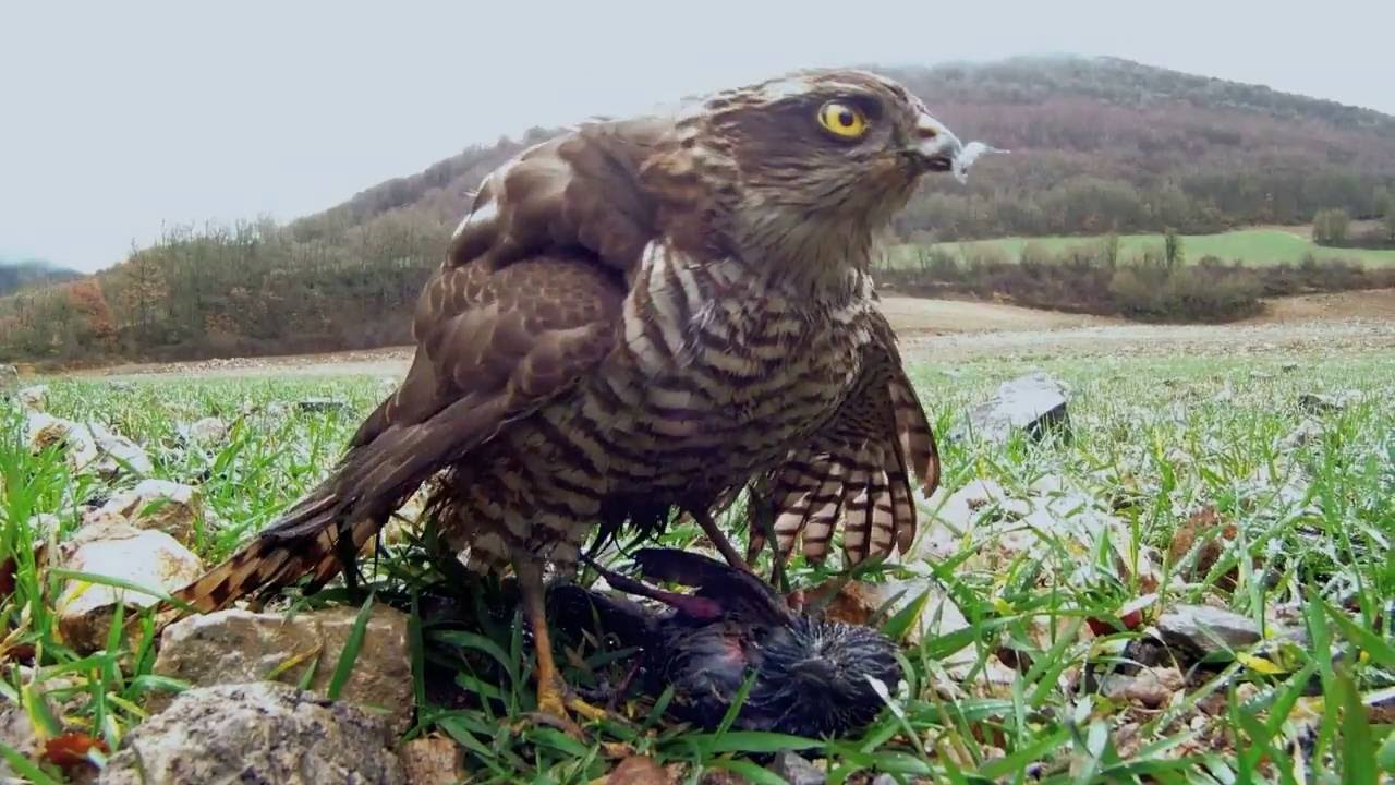 Documental Gavilán - YouTube