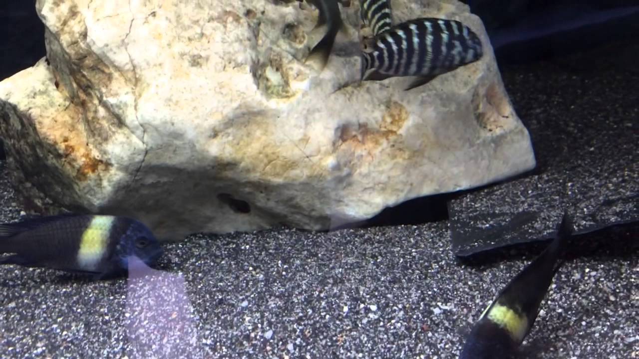 Tropheus annectens Kongole Kavala - YouTube