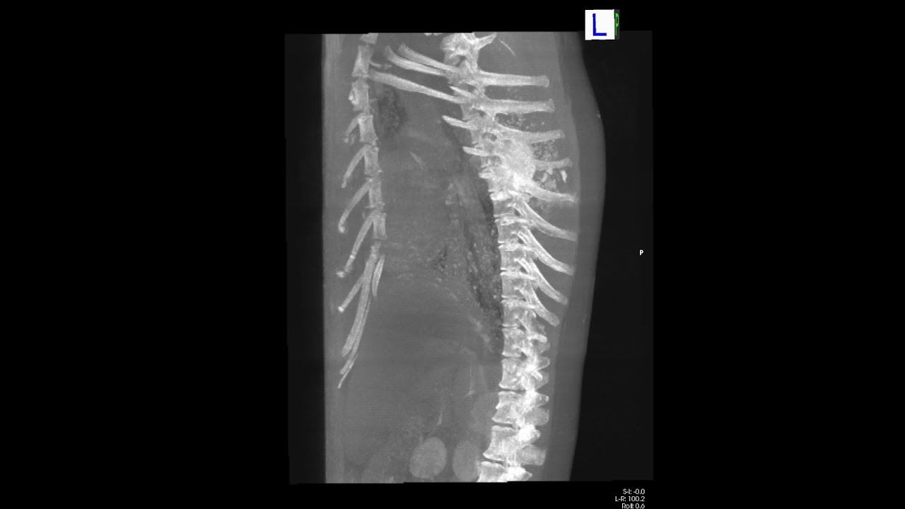 Widespread metastatic disease canine scanned by Vimago HDVI CT - YouTube