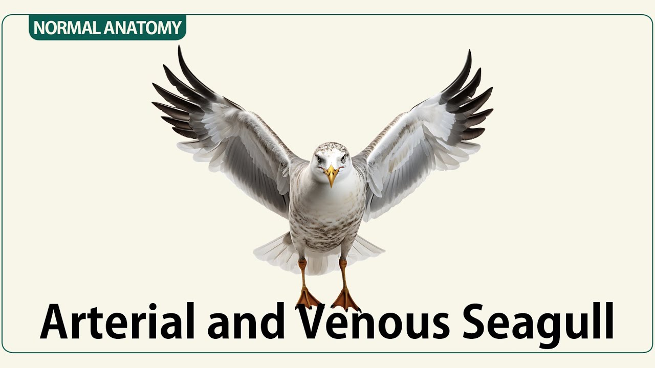 Arterial and Venous Seagull - YouTube