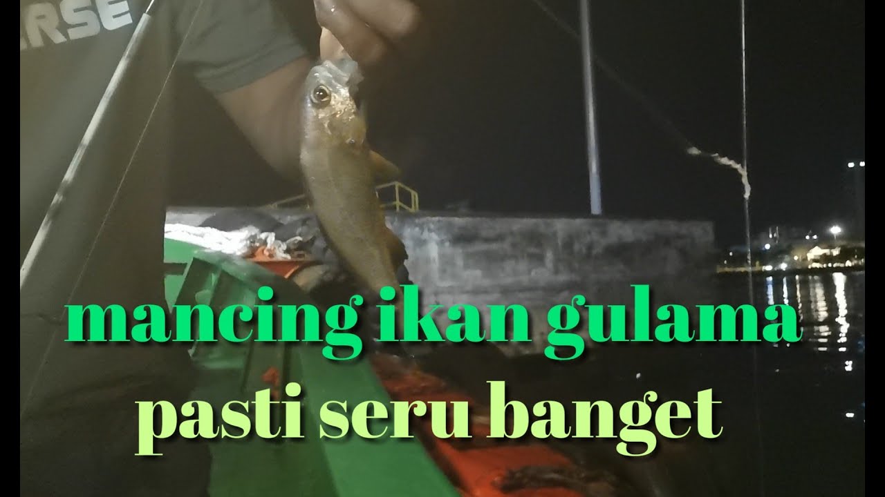 mancing ikan gulama gak bakalan kecewa - YouTube