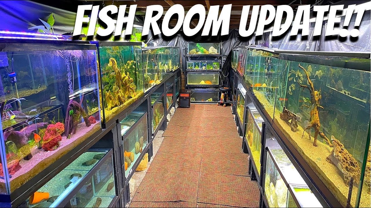 TON OF *NEW* FISH SPECIES IN FISH ROOM + FISH ROOM UPDATE - YouTube