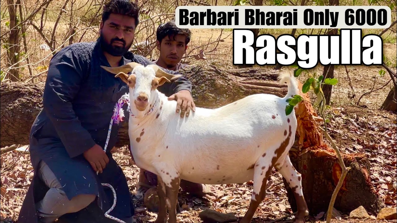 Haji Usman’s Rasgulla Barbari Bakra at Sinan & Razzak Goat Ranch Mumbai ...