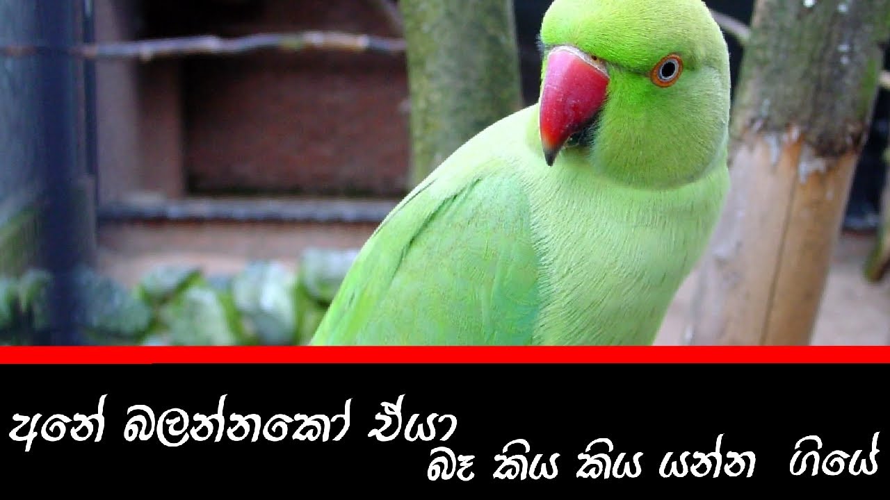 girawa | parrot | manju vlog | srilanka - YouTube