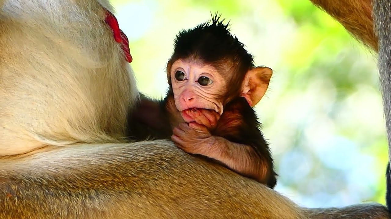 Lovely Moments between mom and her son cute Monkey || 1080pFHR - YouTube