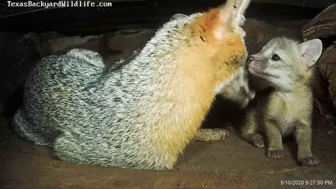 Four fox kits in the underground magic tree den - YouTube