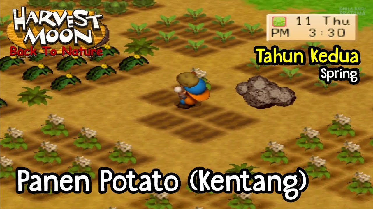 Panen Potato (Kentang) Harvest Moon Back To Nature - YouTube