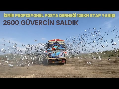 Posta Güvercinleri Nasıl Yarışır ?  Bir Şampiyonun Hikayesi Sizlerle ... How to make pigeon races ?