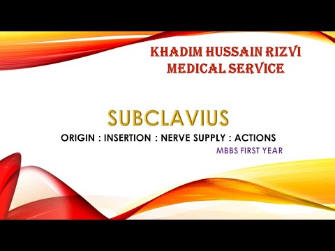 SUBCLAVIUS MUSCLES || ORIGIN || INSERTION || NERVE SUPPLY || ACTIONS ...