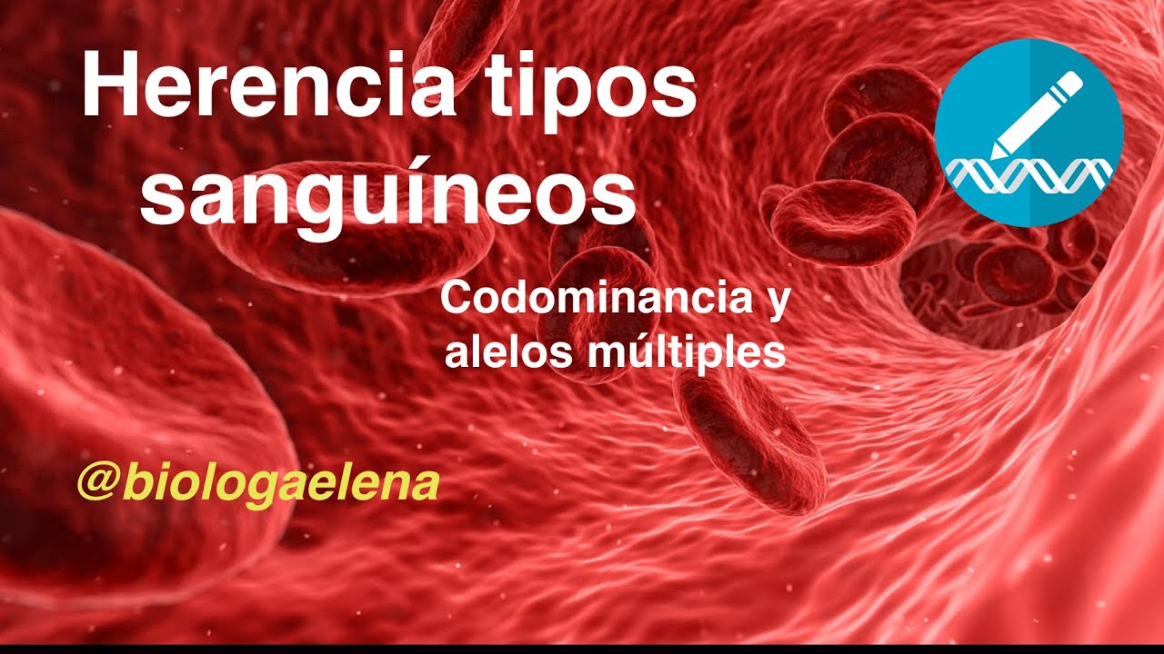 Herencia tipos sanguíneos - Problemas de genética alelos múltiples ...
