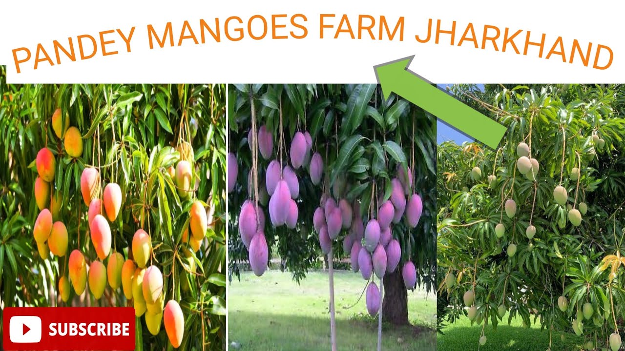 JHARKHAND KA सबसे बड़ा MANGO FARM।Mango Farming - YouTube