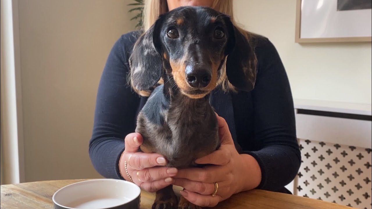 THE CUTEST DOG ASMR MUKBANG YOU EVER HEARD (AND SAW) - YouTube