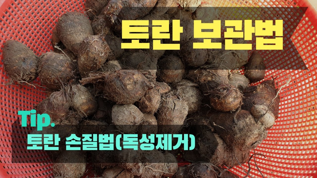토란 보관법 Taro storage 토란 손질법 tip. - YouTube