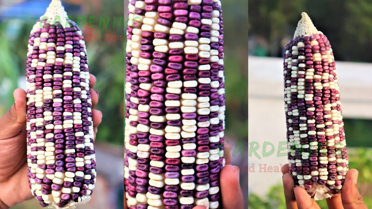 Surprise! Nature's Miracle -Multi-Colored Corn(ভূট্টা) India-Bihar ...
