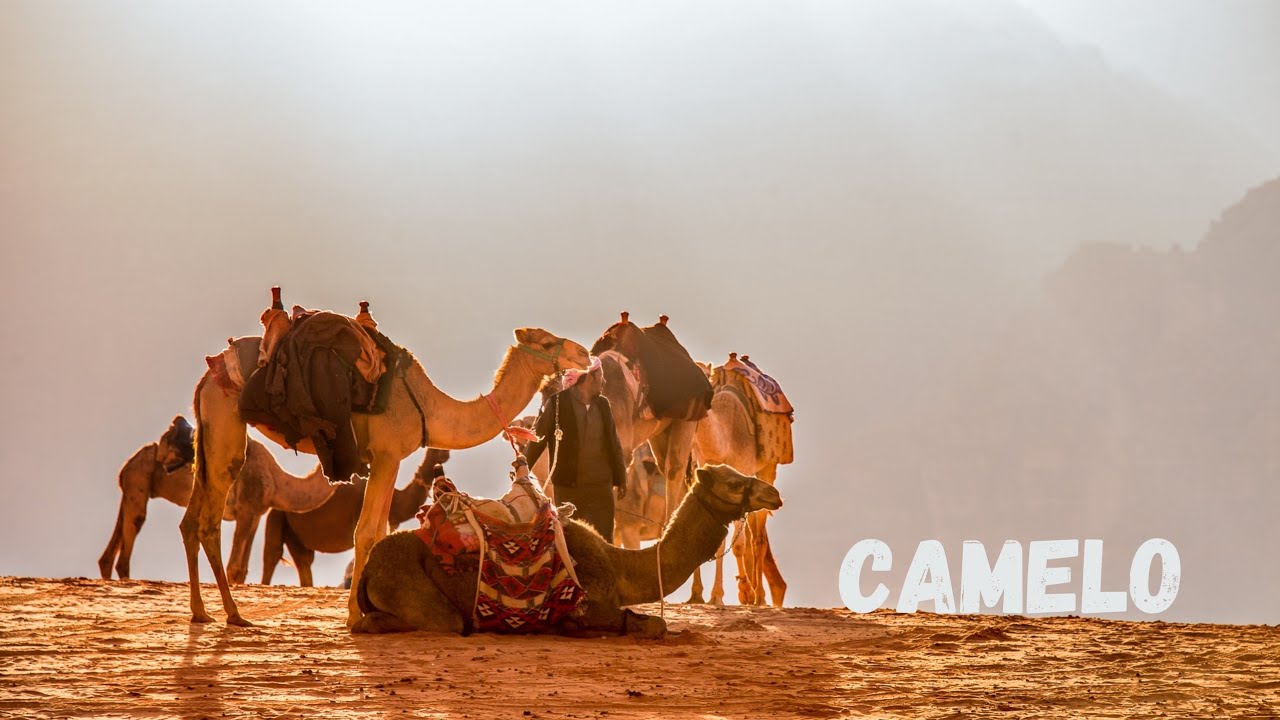 História curta: A verdade sobre os Camelos #camelo #mamíferos #deserto ...