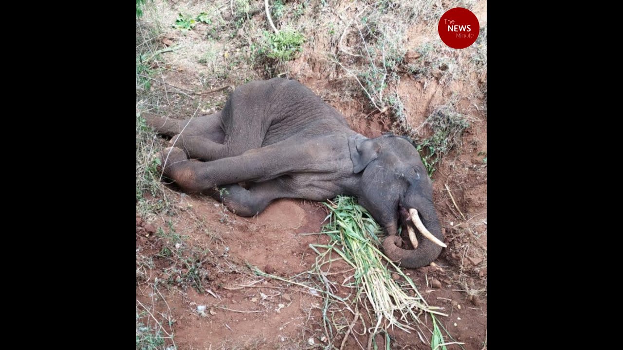 Elephant found in Coimbatore with deep injury in mouth dies - YouTube