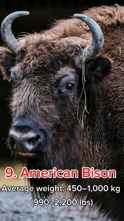 Top 10 Largest Land Animals in The World 😱🦣 #animals #top #largestanimal - YouTube