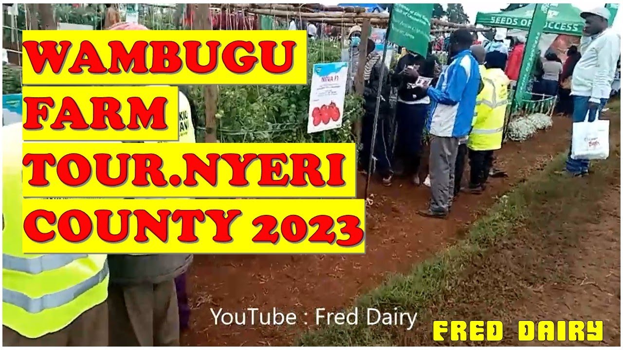 WAMBUGU FARM TOUR-NYERI COUNTY - YouTube
