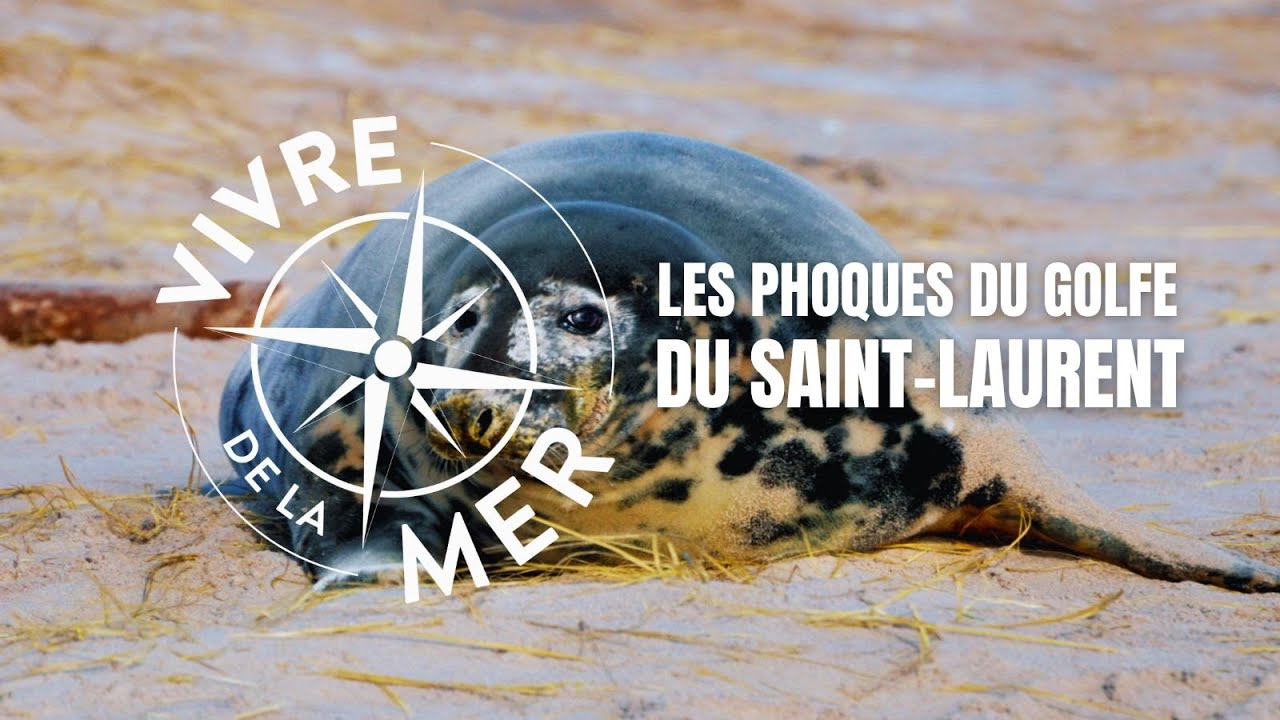 Vivre de la mer: Phoques - YouTube