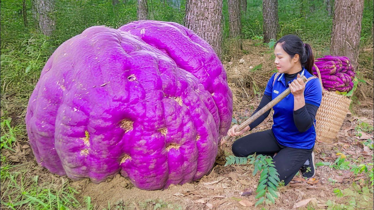 Harvesting Giant Purple Yam & Goes to Market Sell | Amazing world ...