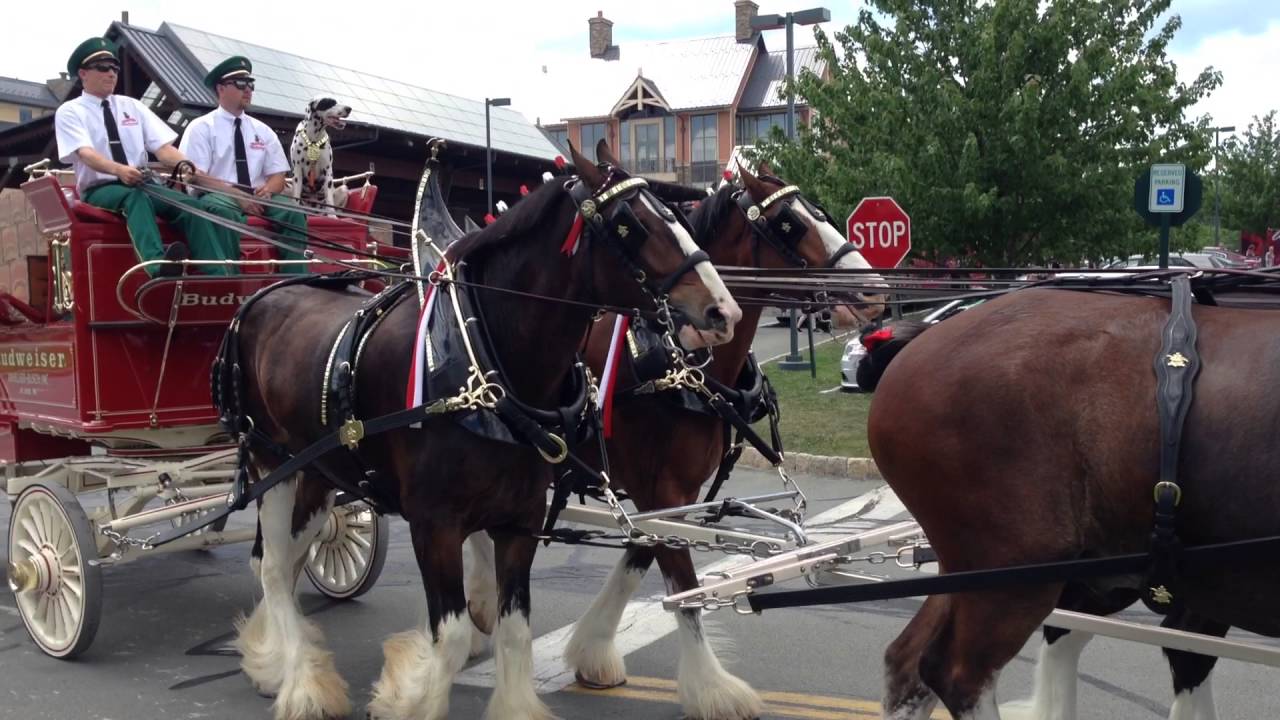 Budweiser ‪‎(Anheuser-Busch) Clydesdales‬ at Mount Airy Casino Resort ...