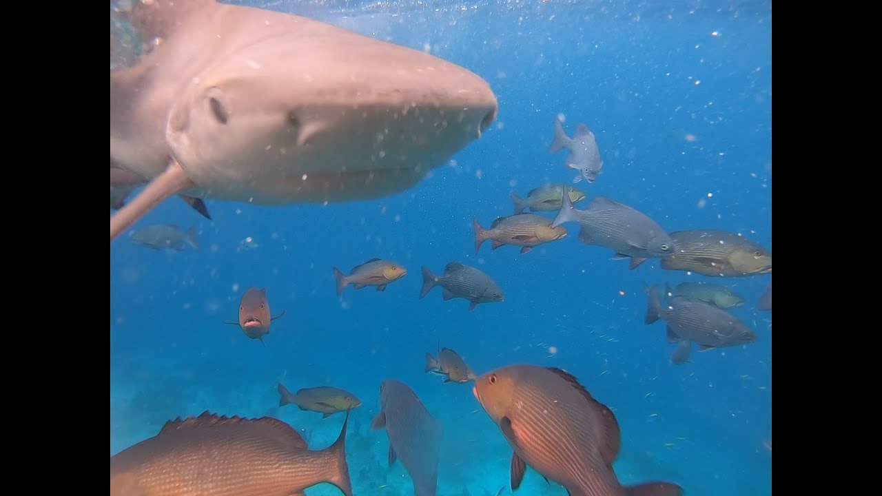Reef sharks feeding at Misool - YouTube