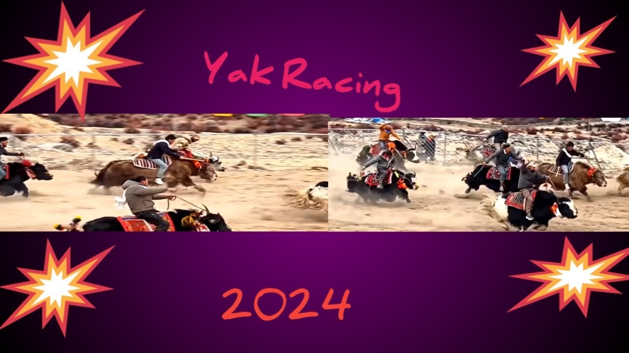 The Tibetan Yaks Races 2024#viral #yak #animals #shortvideo #tibetan # ...
