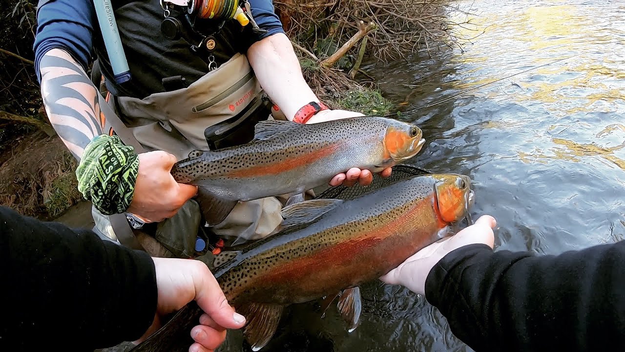 Fishing for Wild Rainbow Trout || 2 fish 1 net - YouTube