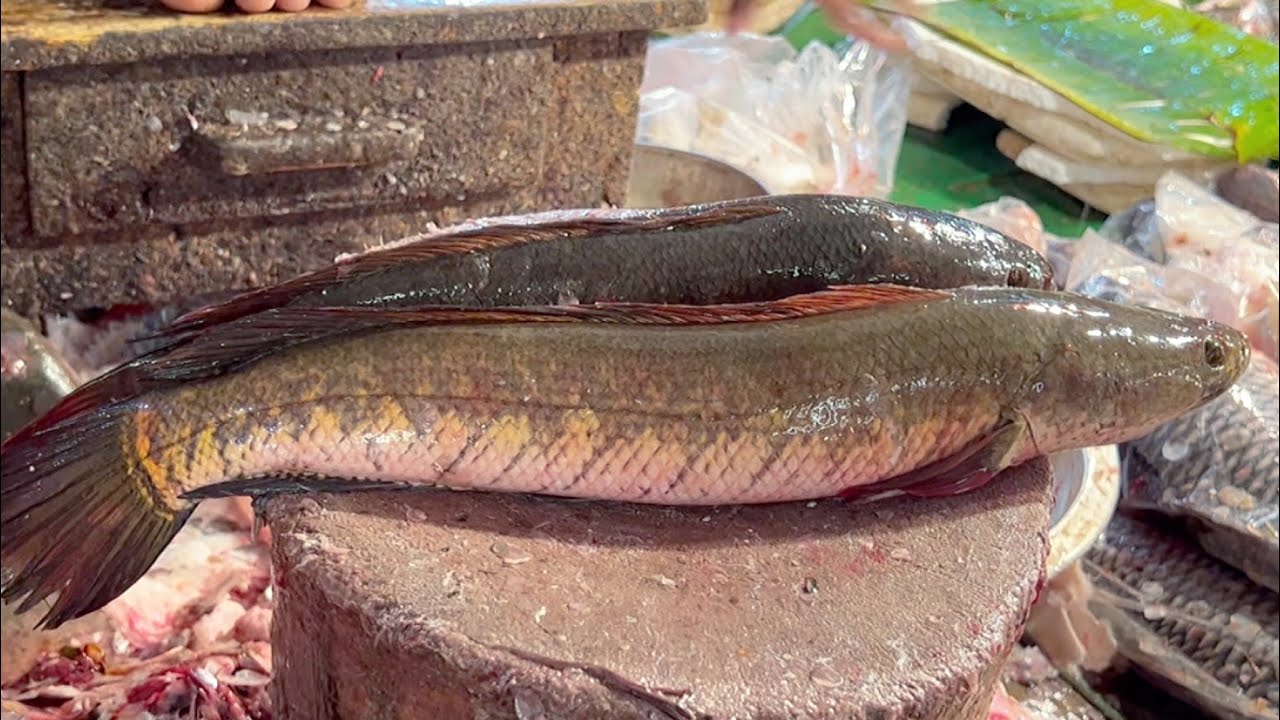 Amazing Big Snake Head Sola Fish Cutting In Fish Market | Fish Cutting ...