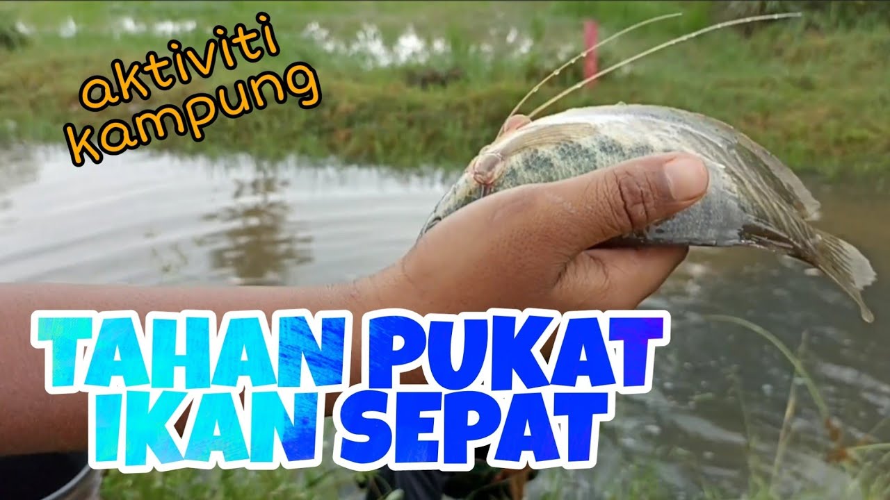 #EP402 Tahan Pukat Ikan Sepat Benua/Siam - YouTube
