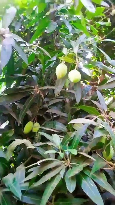 Saydam solanki aadivasi video naya song - YouTube