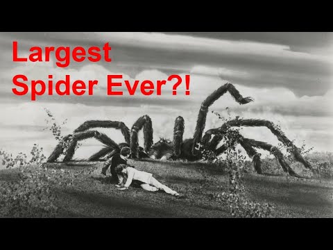 How Big Can Spiders Grow? - YouTube