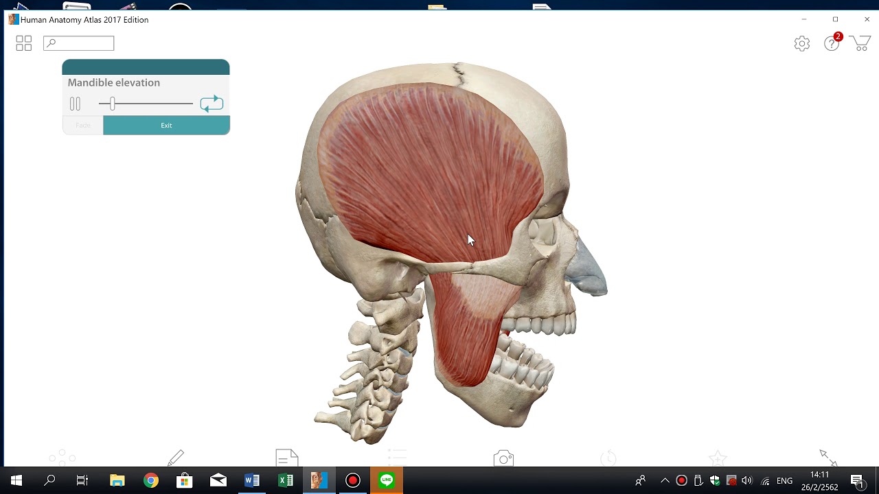 Mandible Elevationtemporalis Muscle Action Youtube