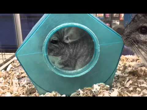 Chinchilla Dust Bath - YouTube