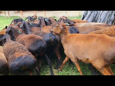 Hissar sheep, rams | Carneros ovejas Hissar 😻 - YouTube