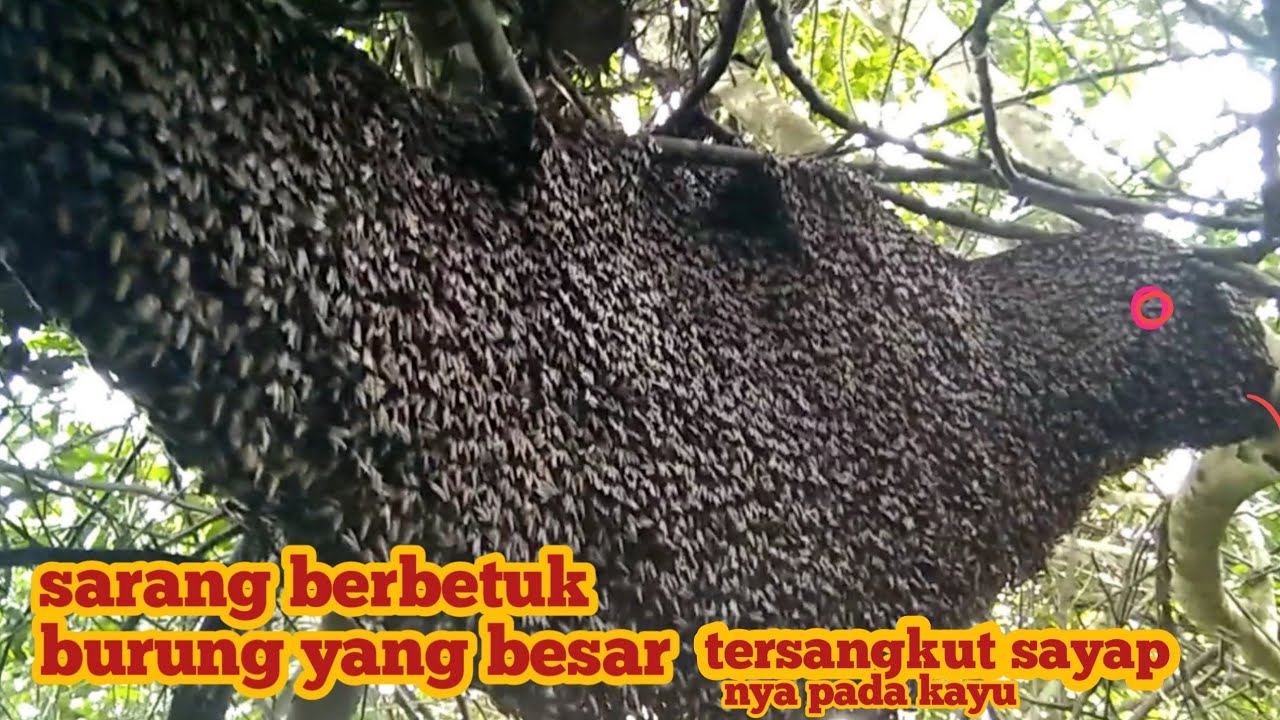 sarang jumbo berbentuk burung kantong madu jos#panen #madu #hutan - YouTube