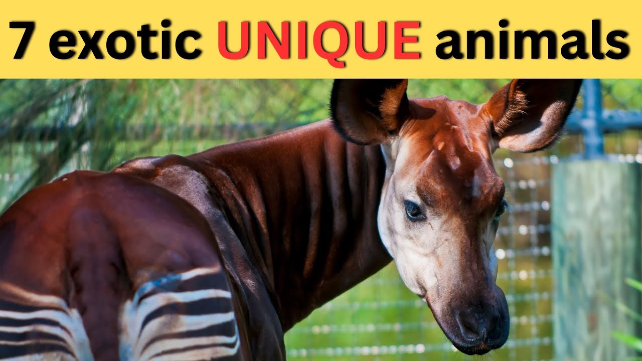 7 unique exotic animals that actually exist || Animal Fact Diaries ...