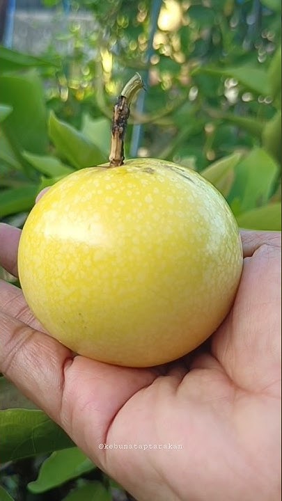 Pohon Markisa meski hanya di tanam di pot di atap rumah tapi bisa berbuah nonstop - YouTube