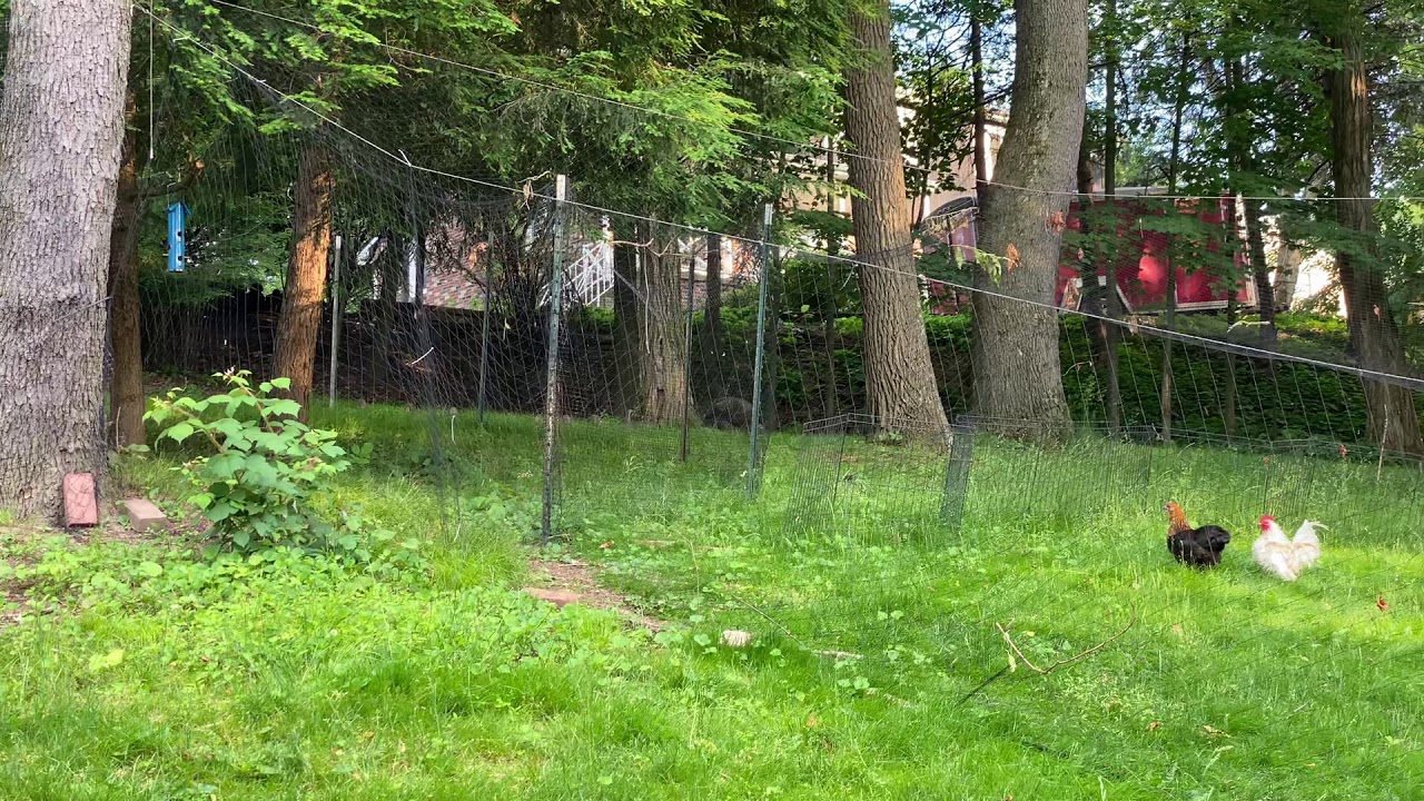 Busy backyard - YouTube