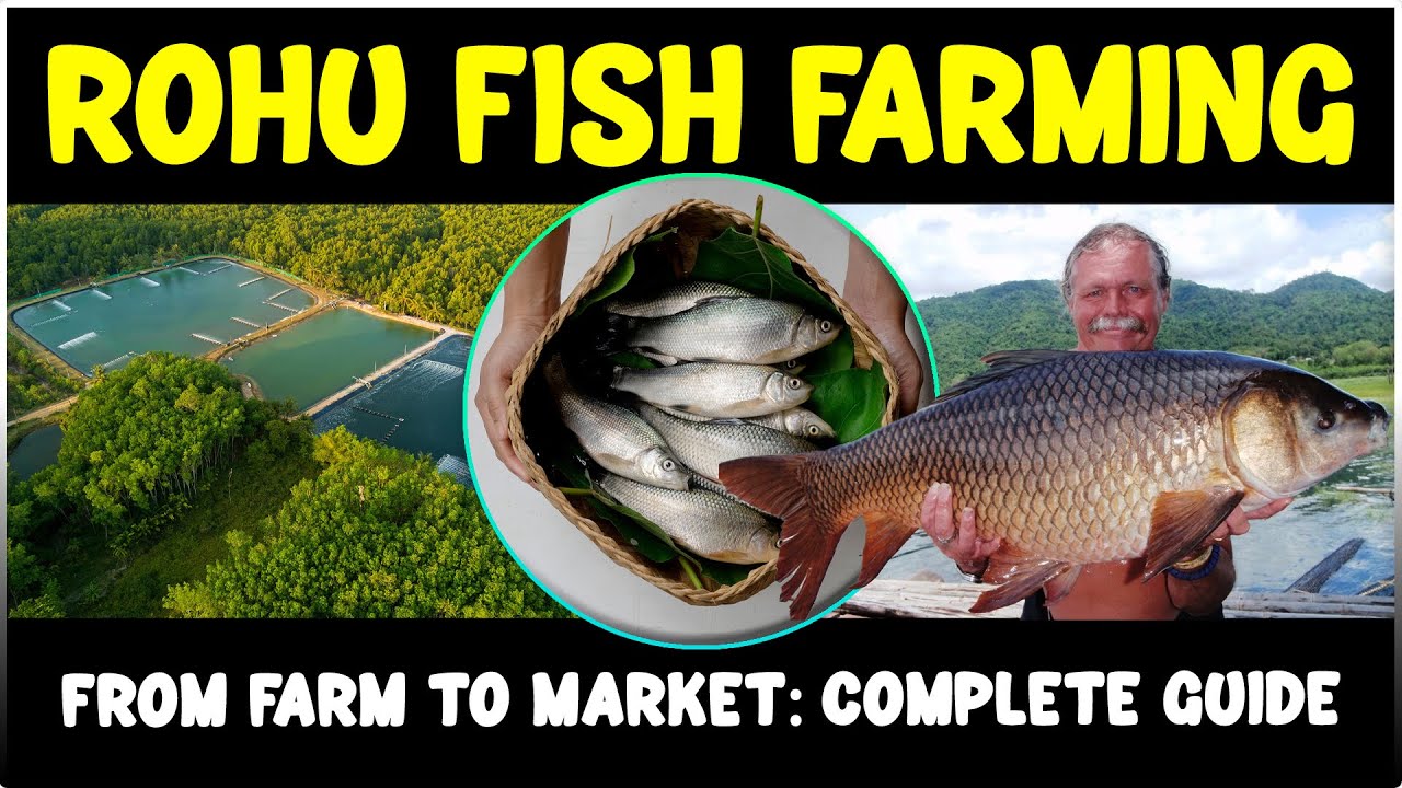 Rohu Fish Farming: Complete Guide - YouTube