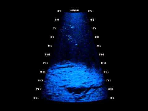 DIDSON Camera Footage - YouTube