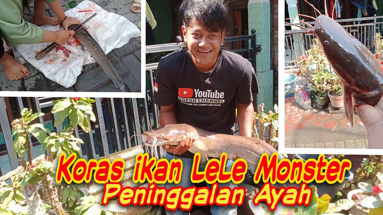 Ikan Lele Monster jumbo-Koras Kolam ikan Jumbo - YouTube