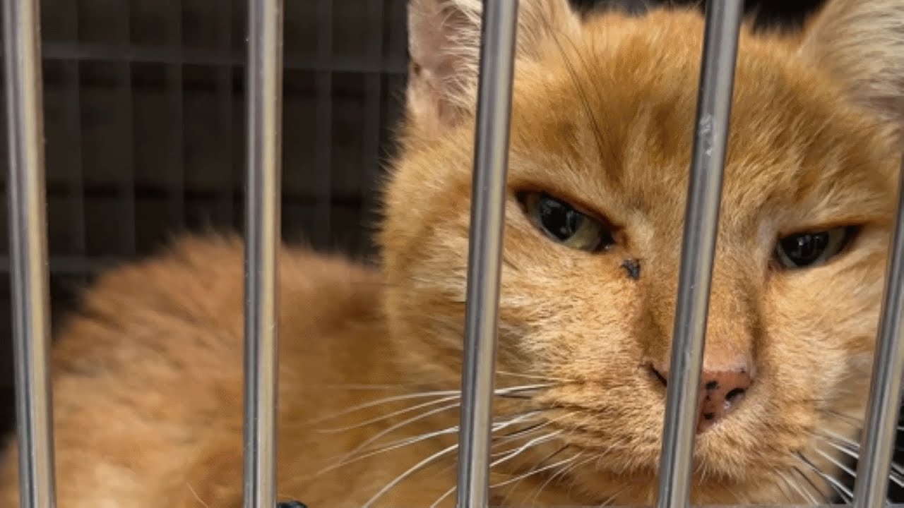 Elderly shelter cat had weeks to live. So this woman adopted him. - YouTube