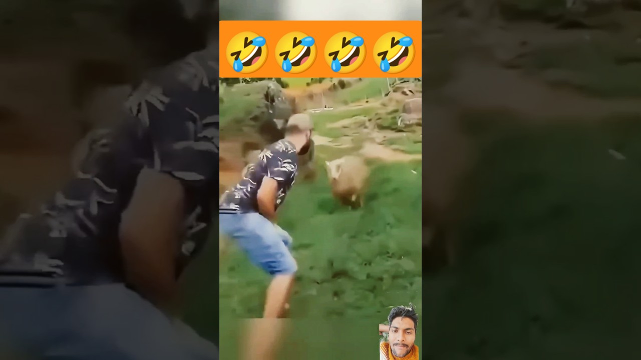 #funny #animals #funnyanimals #goat #memes #foryou #farm #viralvideo ...