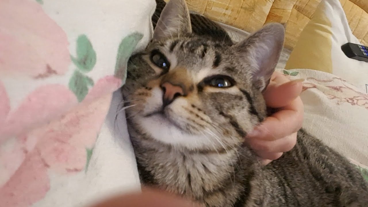 Purr machine has been activated! - YouTube